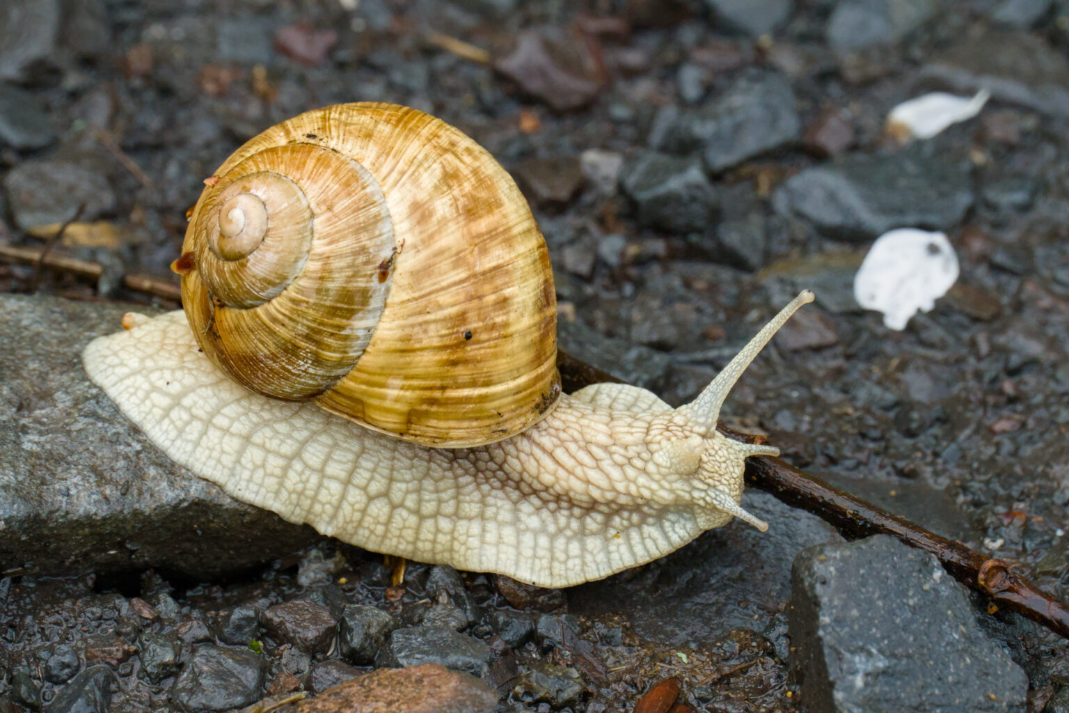 Slimák záhradný (Helix pomatia) - Ursia